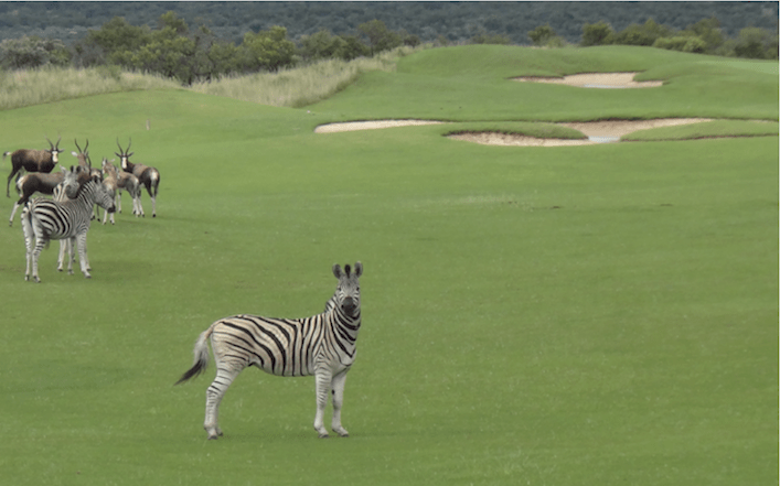 Prepare to Be Dazzled at Legend Golf & Safari Resort