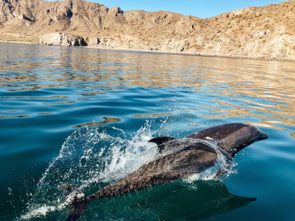 Playing Golf, Eating Like a Queen, and Hanging with Dolphins in Mexico